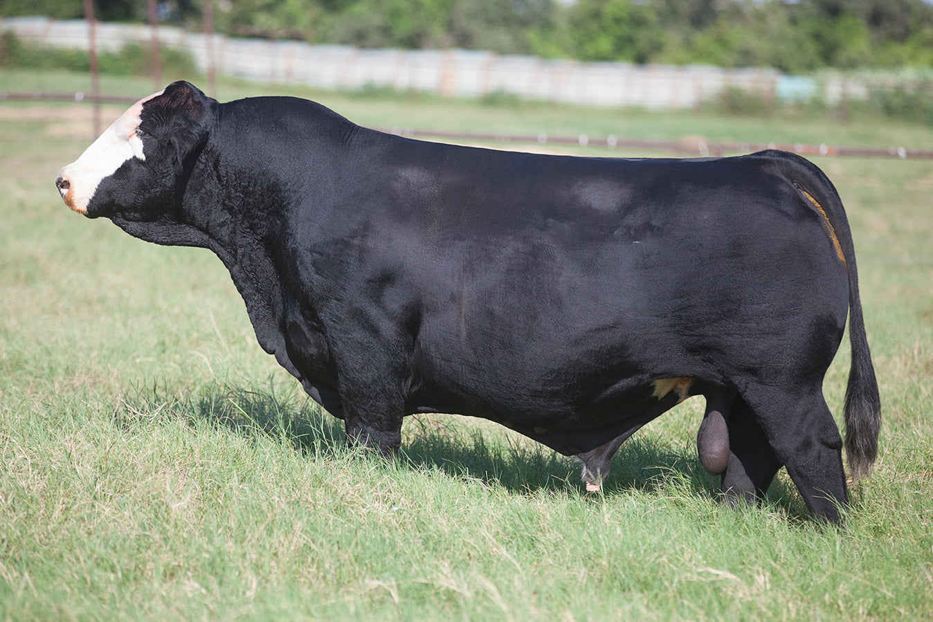 Bulls – Page 2 – 1Eleven Cattle