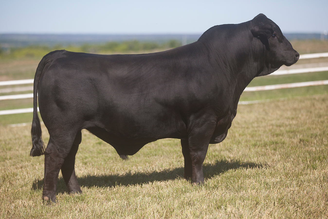 Bulls – Page 2 – 1Eleven Cattle