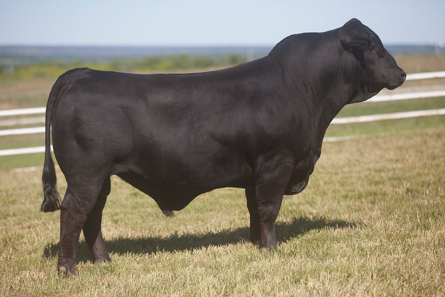 Bulls – Page 2 – 1Eleven Cattle