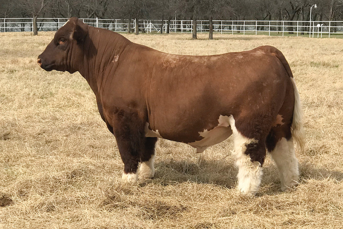 Dabo: MAB x 000 – 1Eleven Cattle