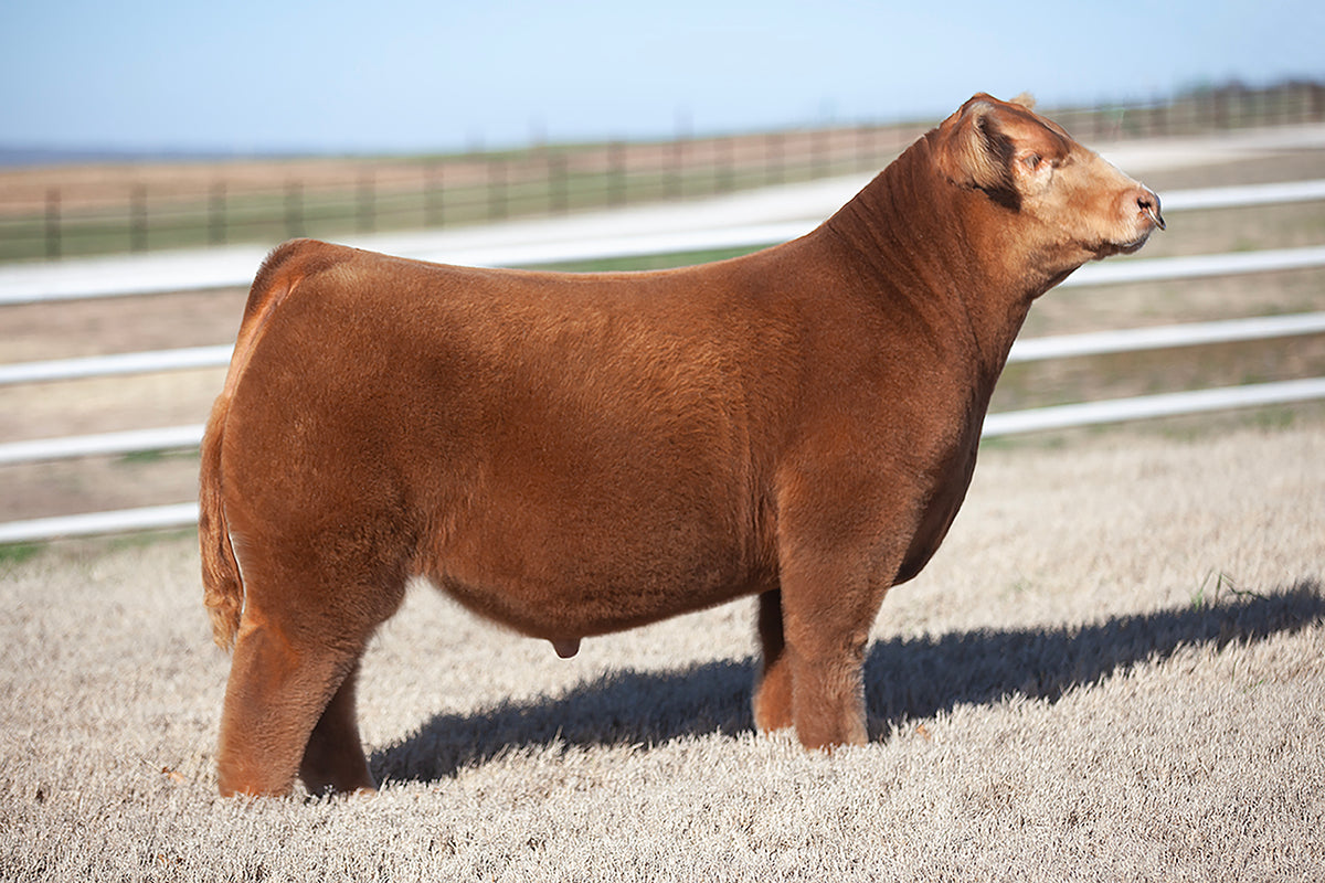 Reformation: IGWT x Duello 5114 – 1Eleven Cattle