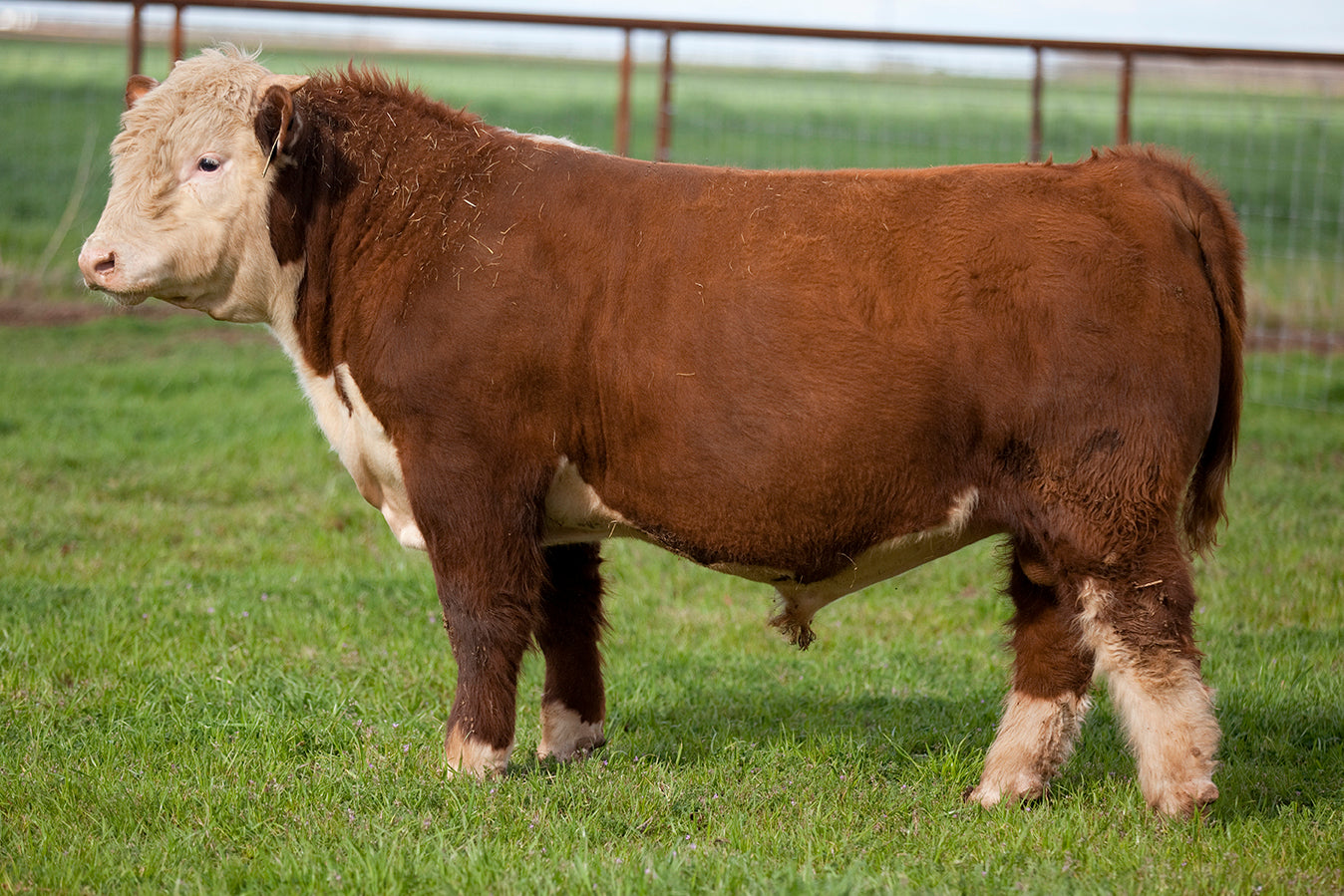 Bulls – Page 2 – 1Eleven Cattle