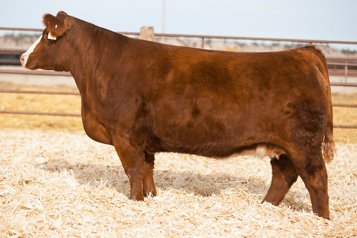 1Ele Red 111 : Yellow Jacket, owned with Duello – 1Eleven Cattle