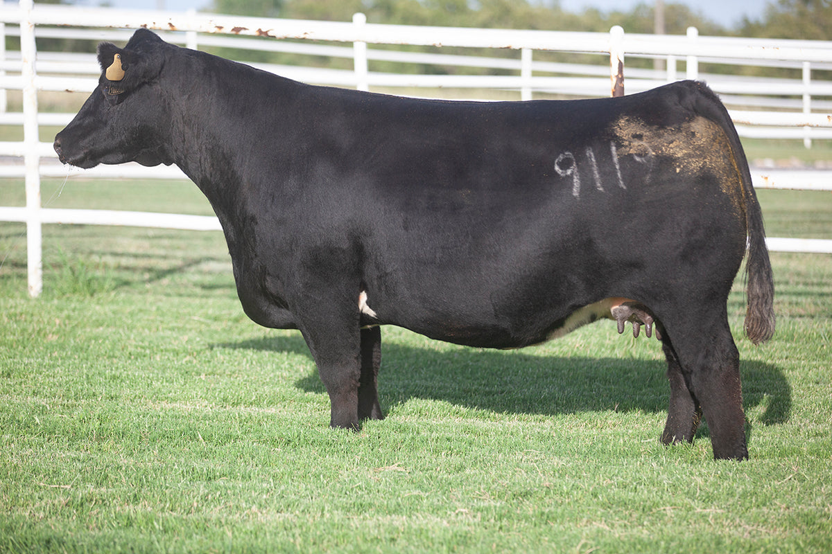 1Ele 9119: Maternal Made x 256 (Yellow Jacket) – 1Eleven Cattle