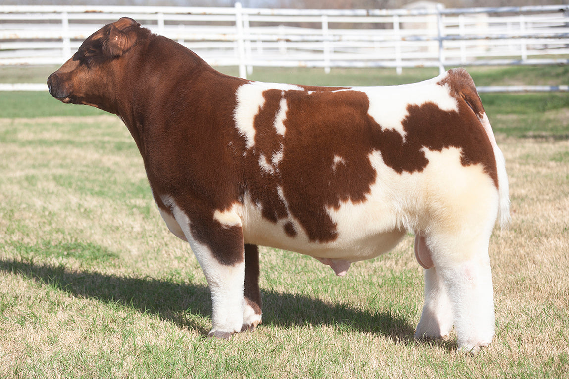 LaMancha: Dabo x 9119(Maternal Made) – 1Eleven Cattle