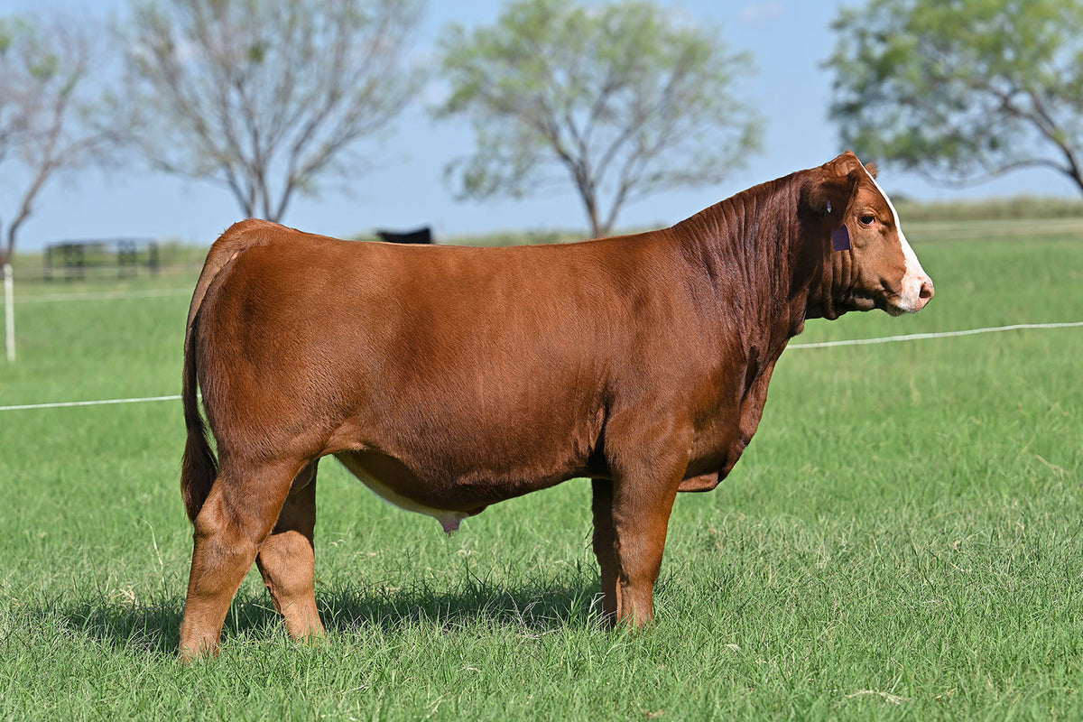 Red Wave: Conlye High Rise F3 x SWC Gwendolyn 376G – 1Eleven Cattle